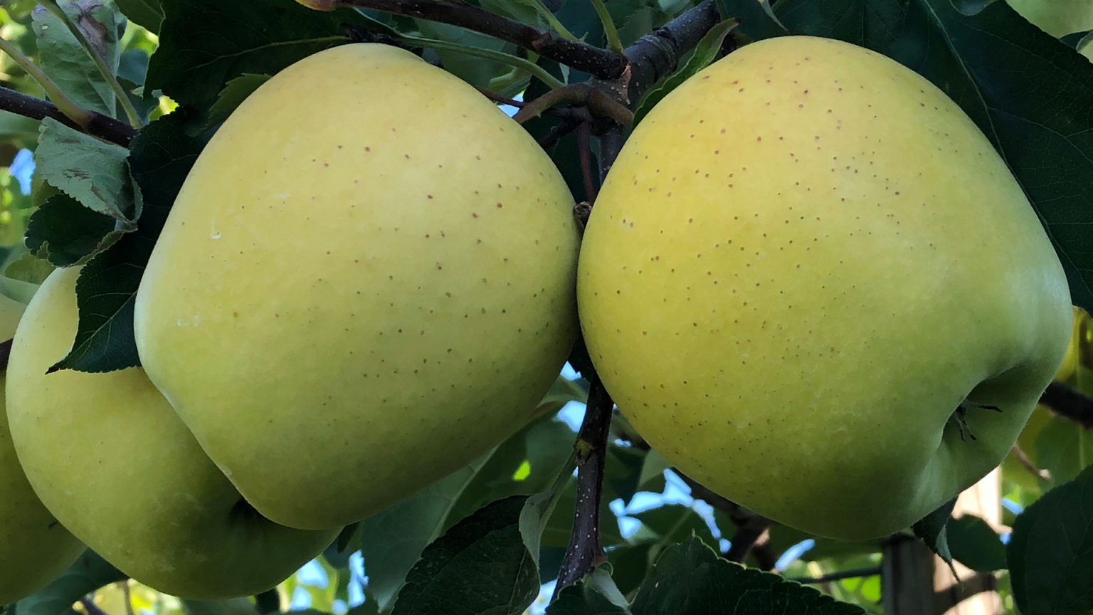 3 GOLDENY - Golden Dream, Golden Italia, Golden Delicious Reinders